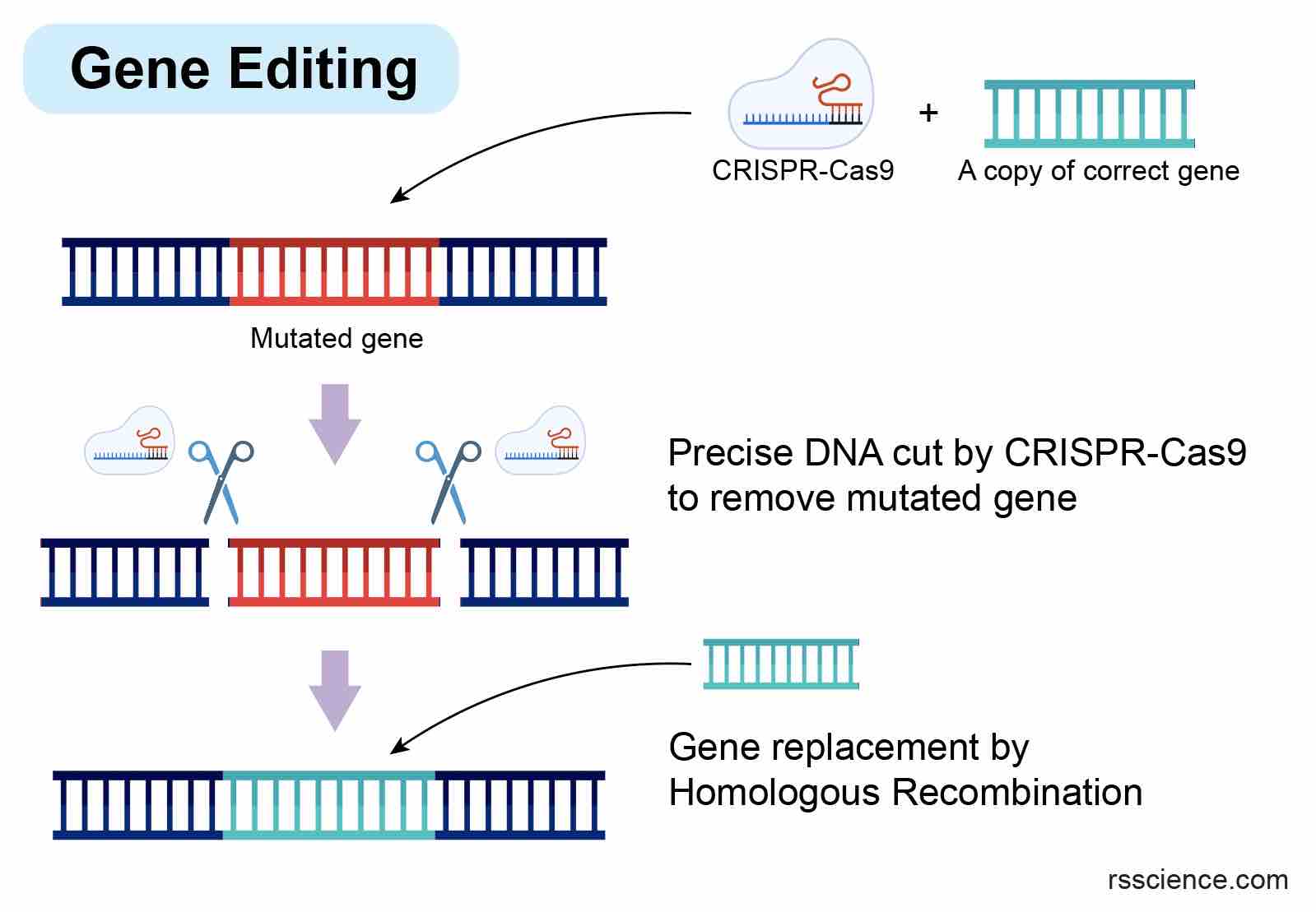 Gene Therapy: A Promising Biotechnology for the Treatment of Genetic ...