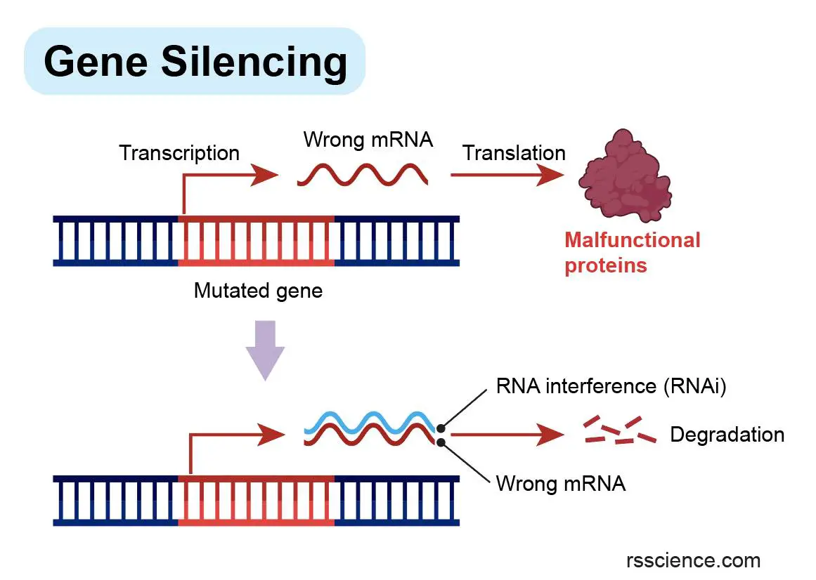 Gene Therapy: A Promising Biotechnology for the Treatment of Genetic Diseases and Cancers ...