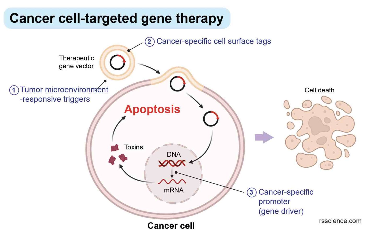 Gene Therapy: A Promising Biotechnology for the Treatment of Genetic Diseases and Cancers ...