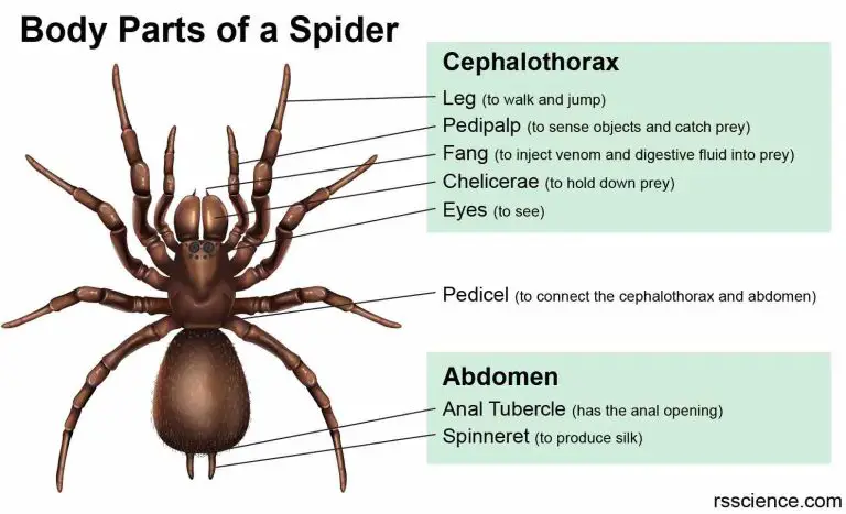 Spider Web Under a Microscope - Rs' Science