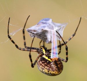 Spider Web Under a Microscope - Rs' Science