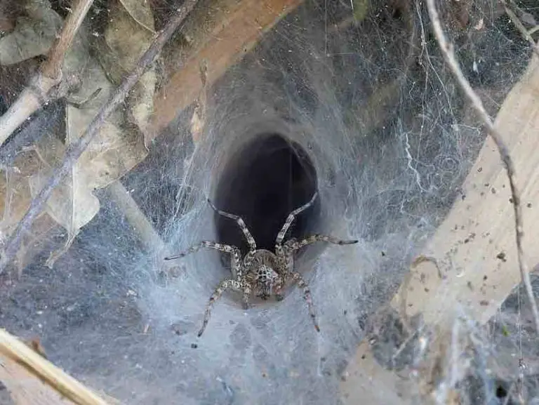Spider Web Under a Microscope - Rs' Science
