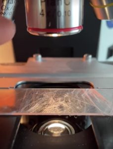 Spider Web Under a Microscope - Rs' Science