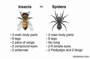 Spider Web Under a Microscope - Rs' Science