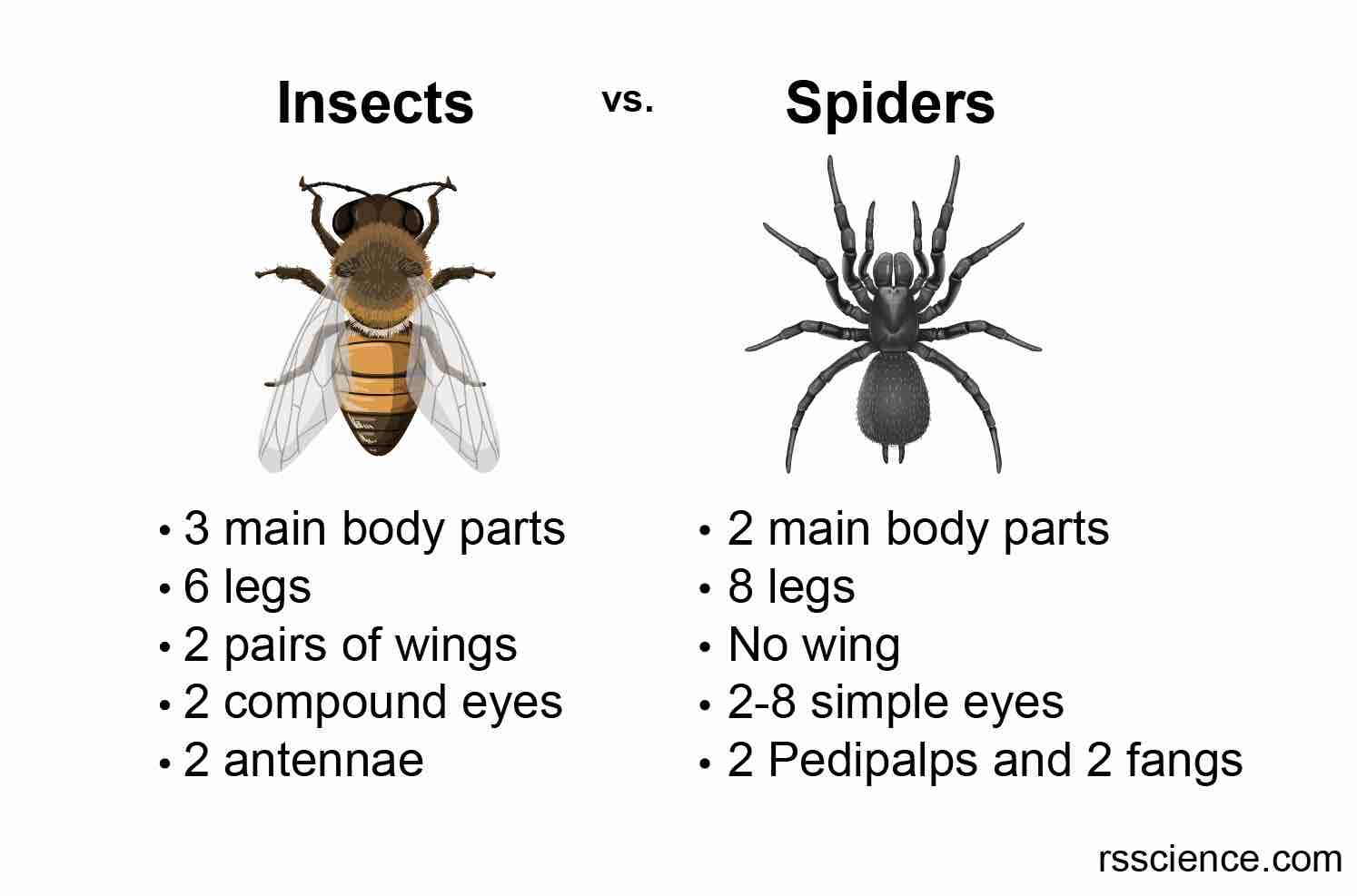 Spider Web Under a Microscope - Rs' Science