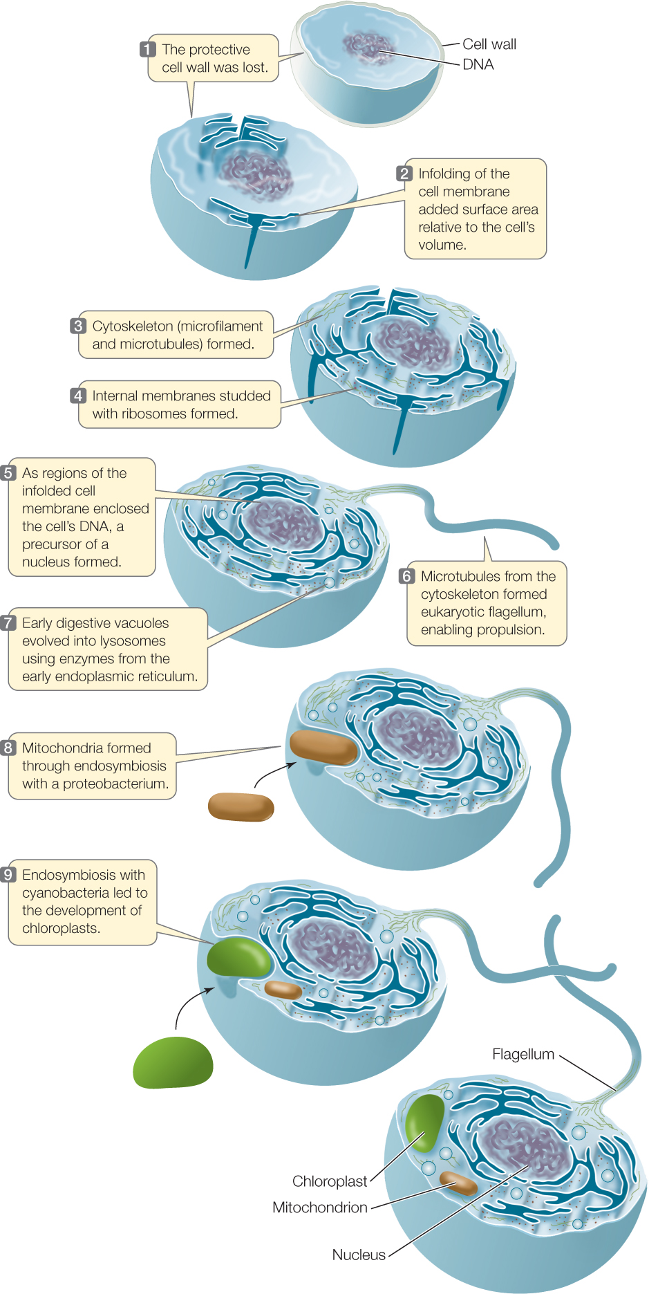 Eukaryotes and Prokaryotes - What are the Similarities, Differences ...