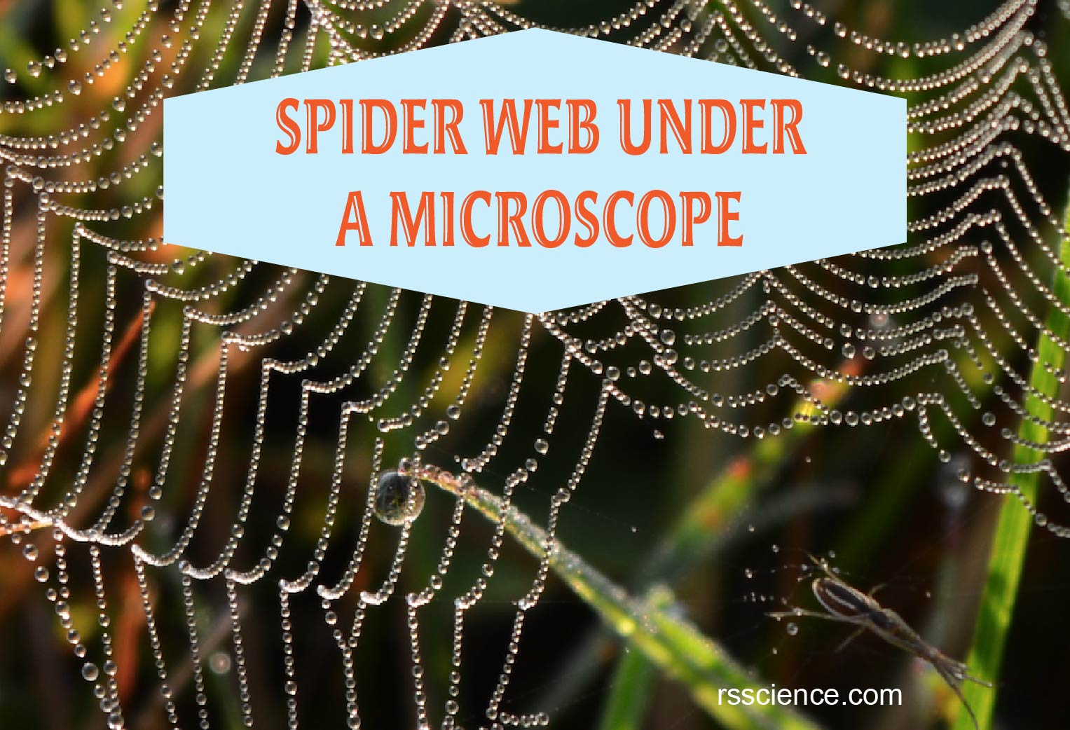 Spider Web Under a Microscope - Rs' Science