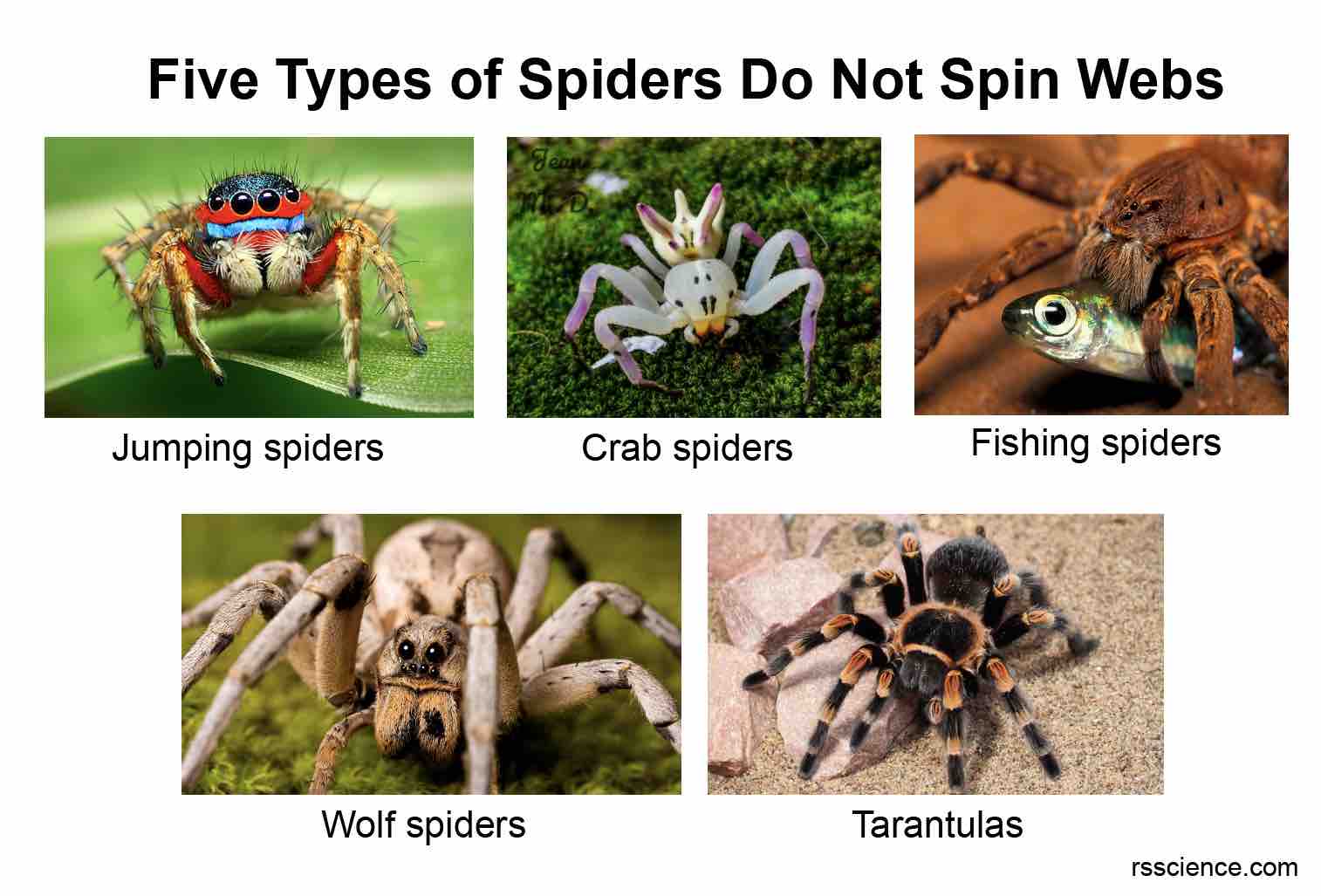 Spider Web Under a Microscope - Rs' Science