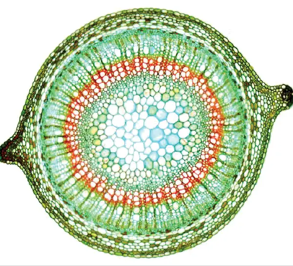 Rs' Science - microscope activities and resource